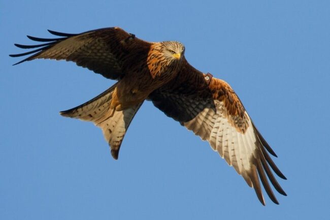 The Red Kite is a stunning bird of prey with a crucial role in Ireland ...